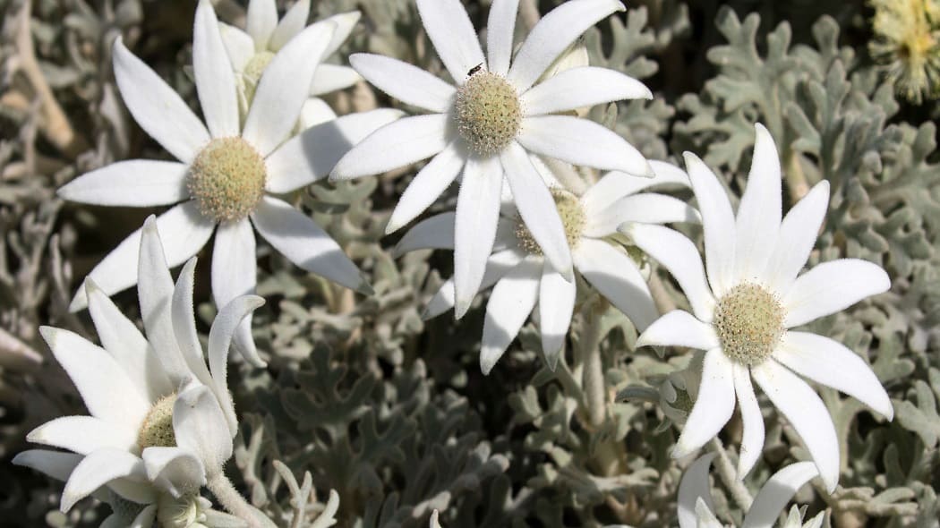 Introduction to Australian Native Flowers